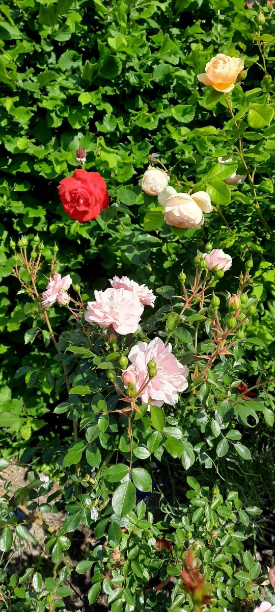Unsere Rosenbeet mit Blick auf die Gartenlaube! | Sandras Gartenwelt